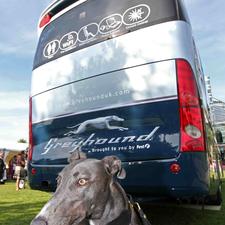 First marks its territory with Greyhound launch
